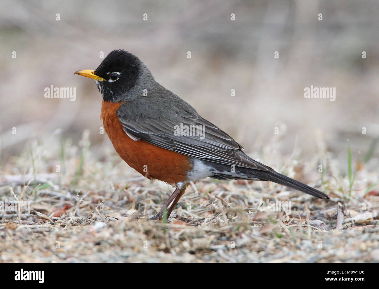 American robin adult hi-res stock photography and images - Alamy