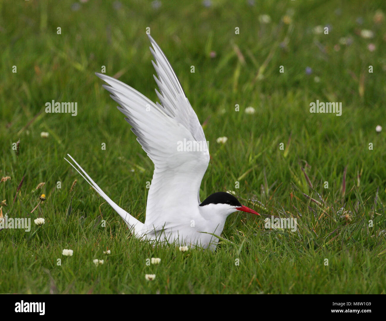 Noordse Stern, Arctic Tern, Sterna paradisaea Stock Photo - Alamy