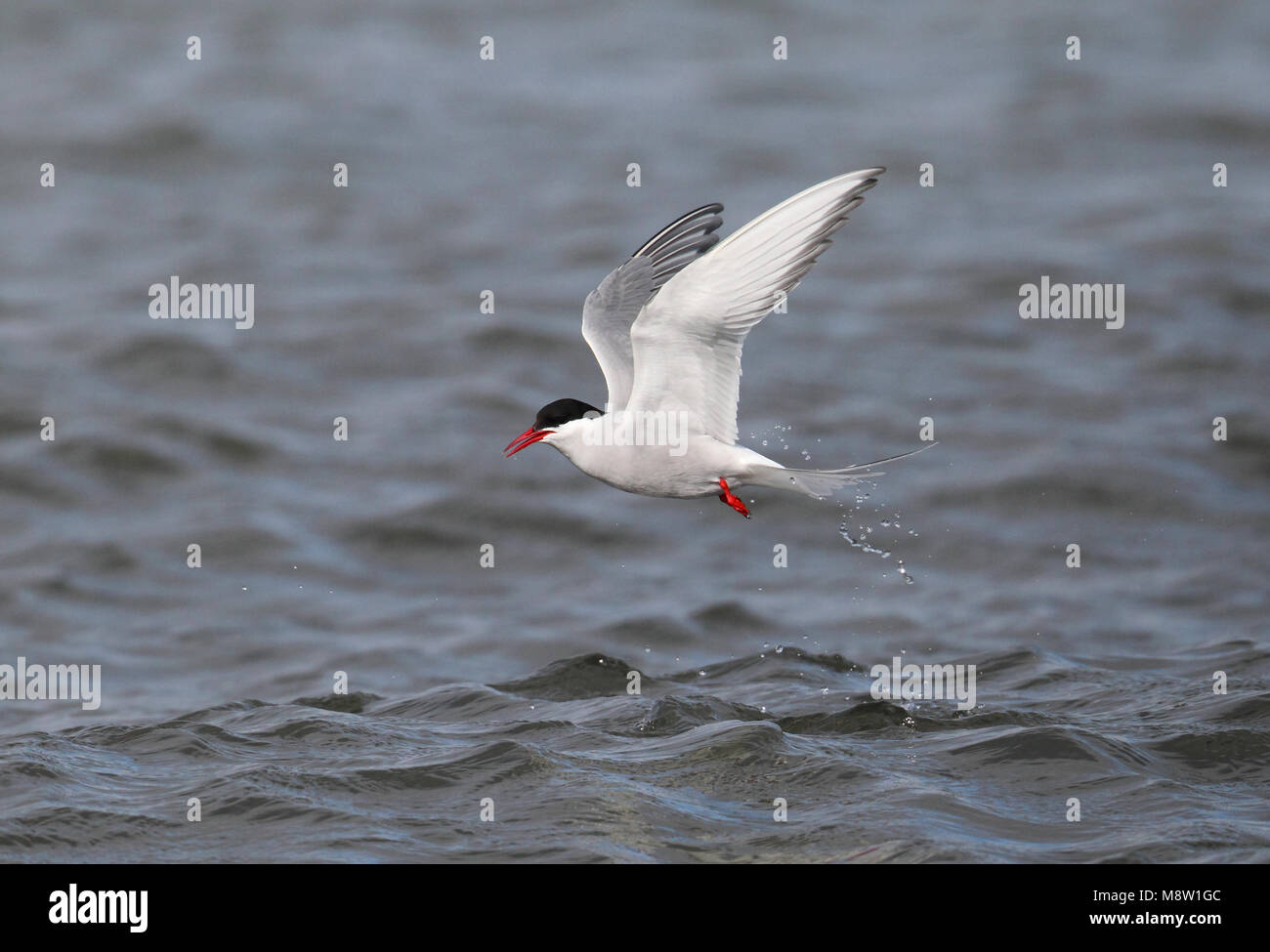 Noordse Stern, Arctic Tern, Sterna paradisaea Stock Photo - Alamy