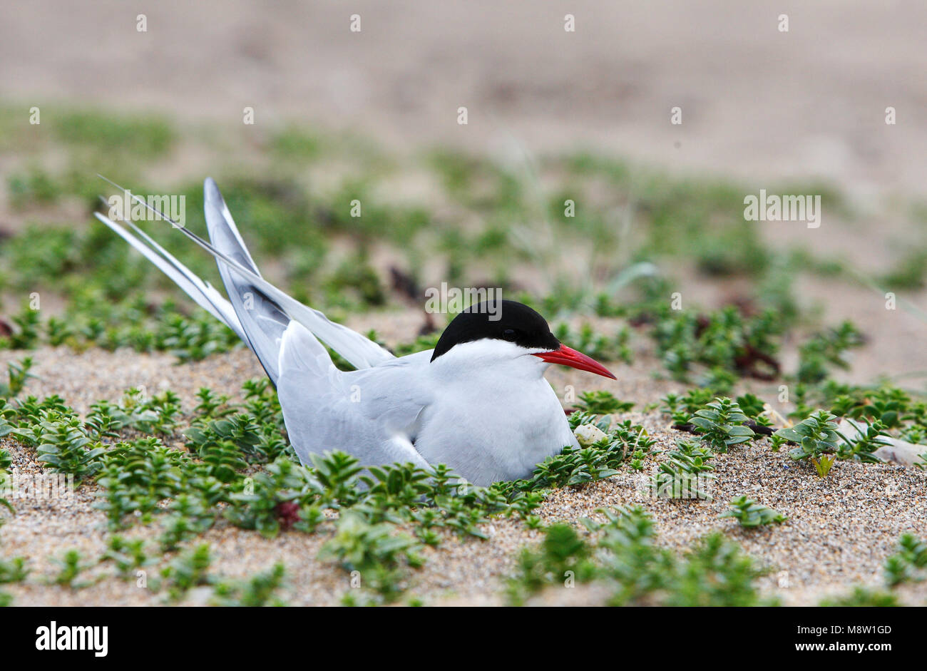 Noordse Stern, Arctic Tern, Sterna paradisaea Stock Photo - Alamy