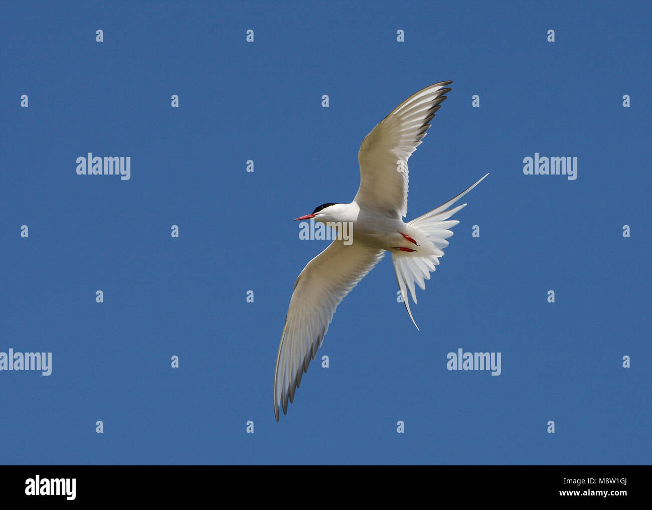 Noordse Stern, Arctic Tern, Sterna paradisaea Stock Photo - Alamy
