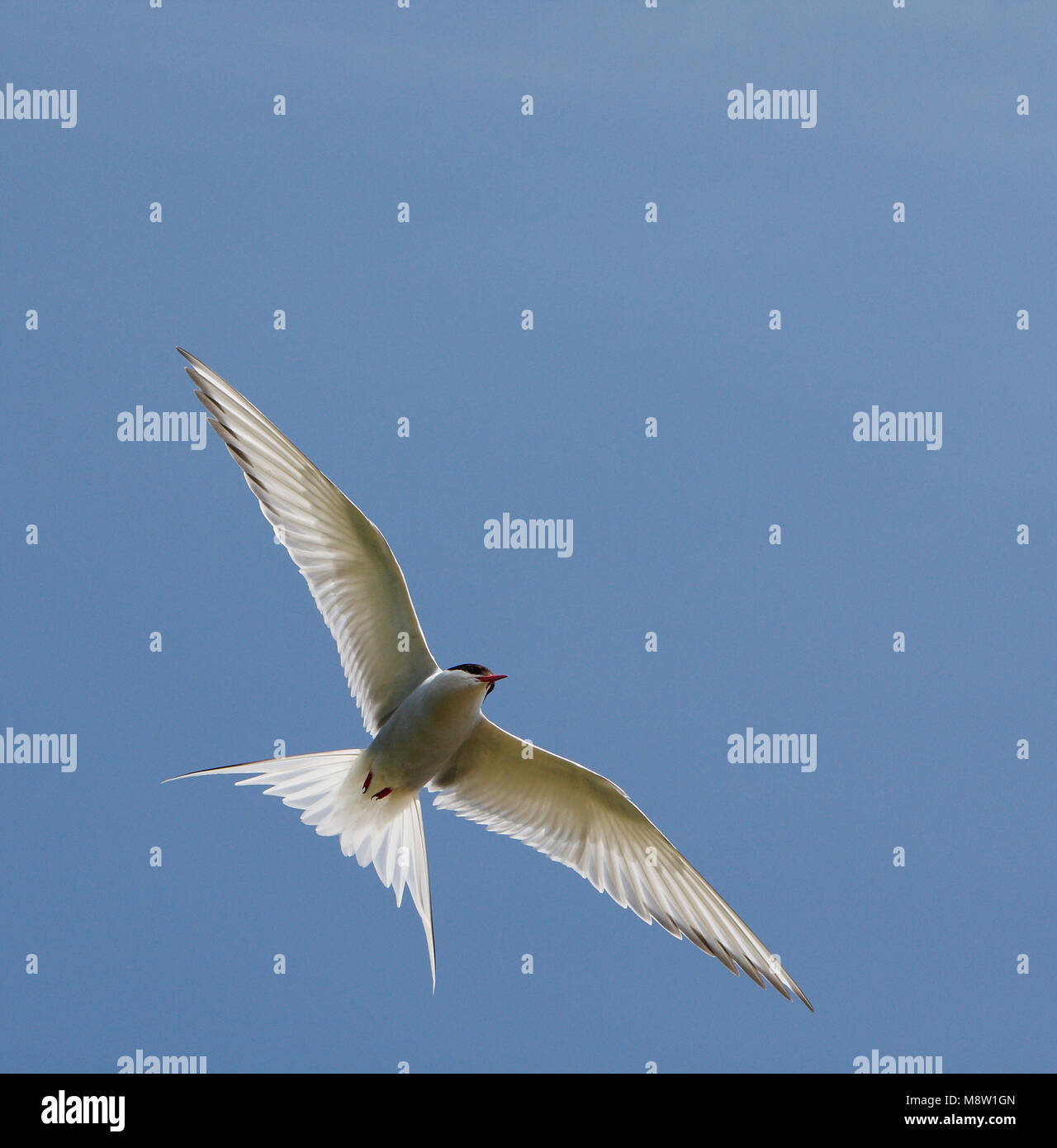 Noordse Stern, Arctic Tern, Sterna paradisaea Stock Photo - Alamy