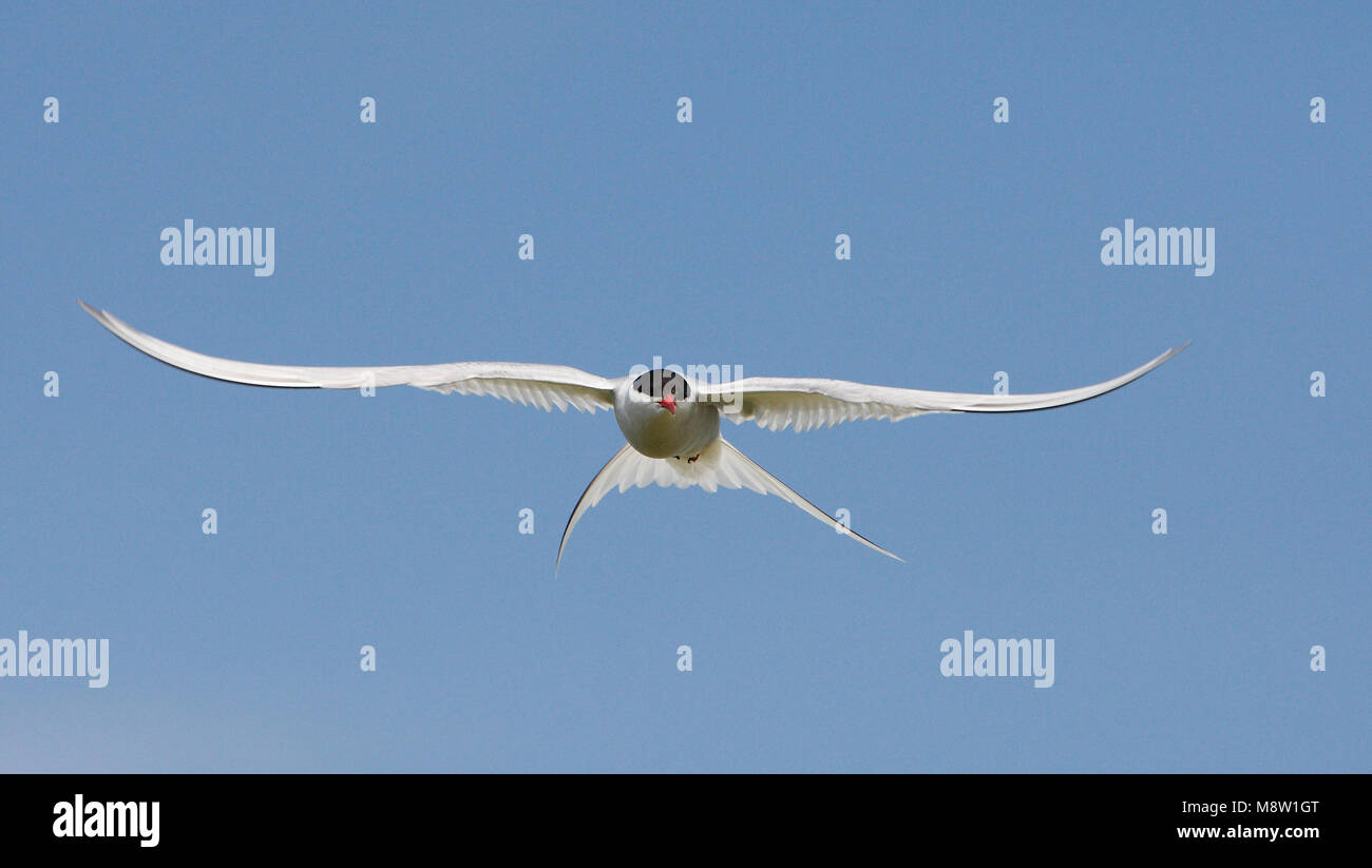 Noordse Stern, Arctic Tern, Sterna paradisaea Stock Photo - Alamy