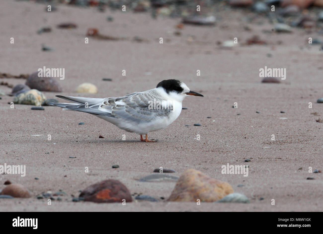 Noordse Stern, Arctic Tern, Sterna paradisaea Stock Photo - Alamy