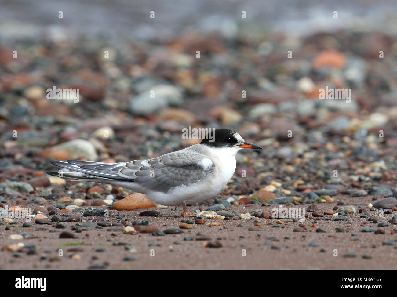 Noordse Stern, Arctic Tern, Sterna paradisaea Stock Photo - Alamy