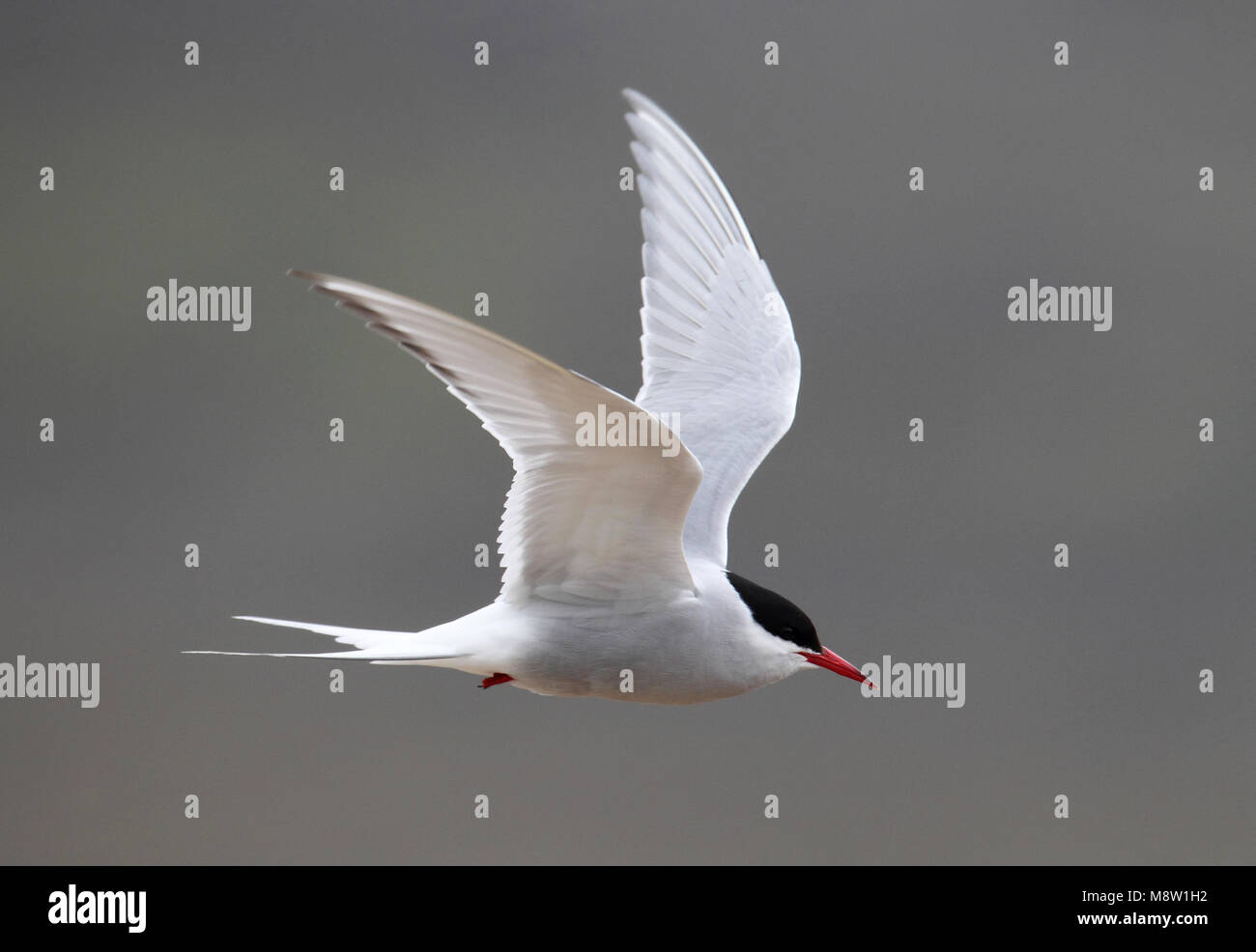 Noordse Stern, Arctic Tern, Sterna paradisaea Stock Photo - Alamy