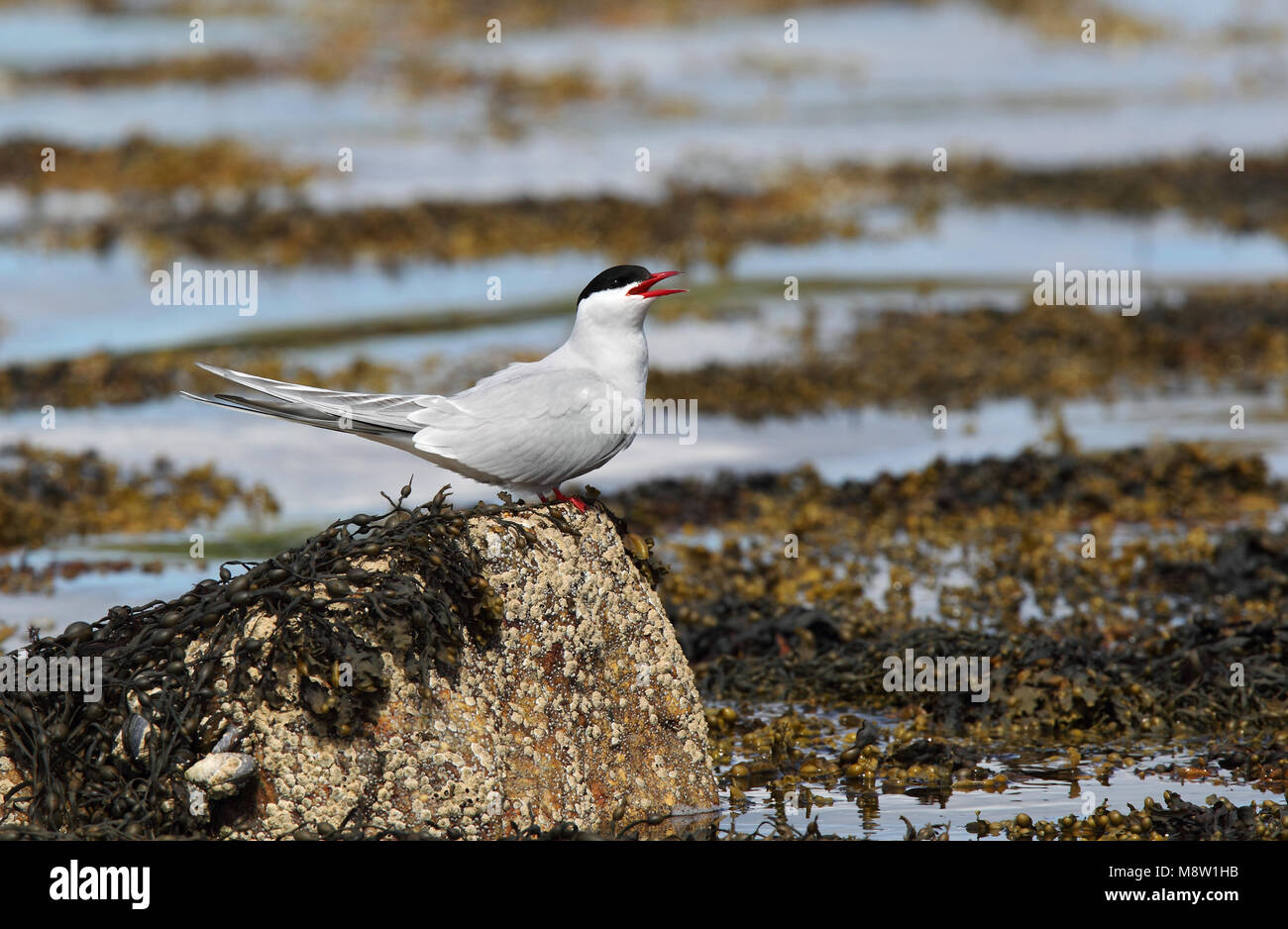 Noordse Stern, Arctic Tern, Sterna paradisaea Stock Photo - Alamy
