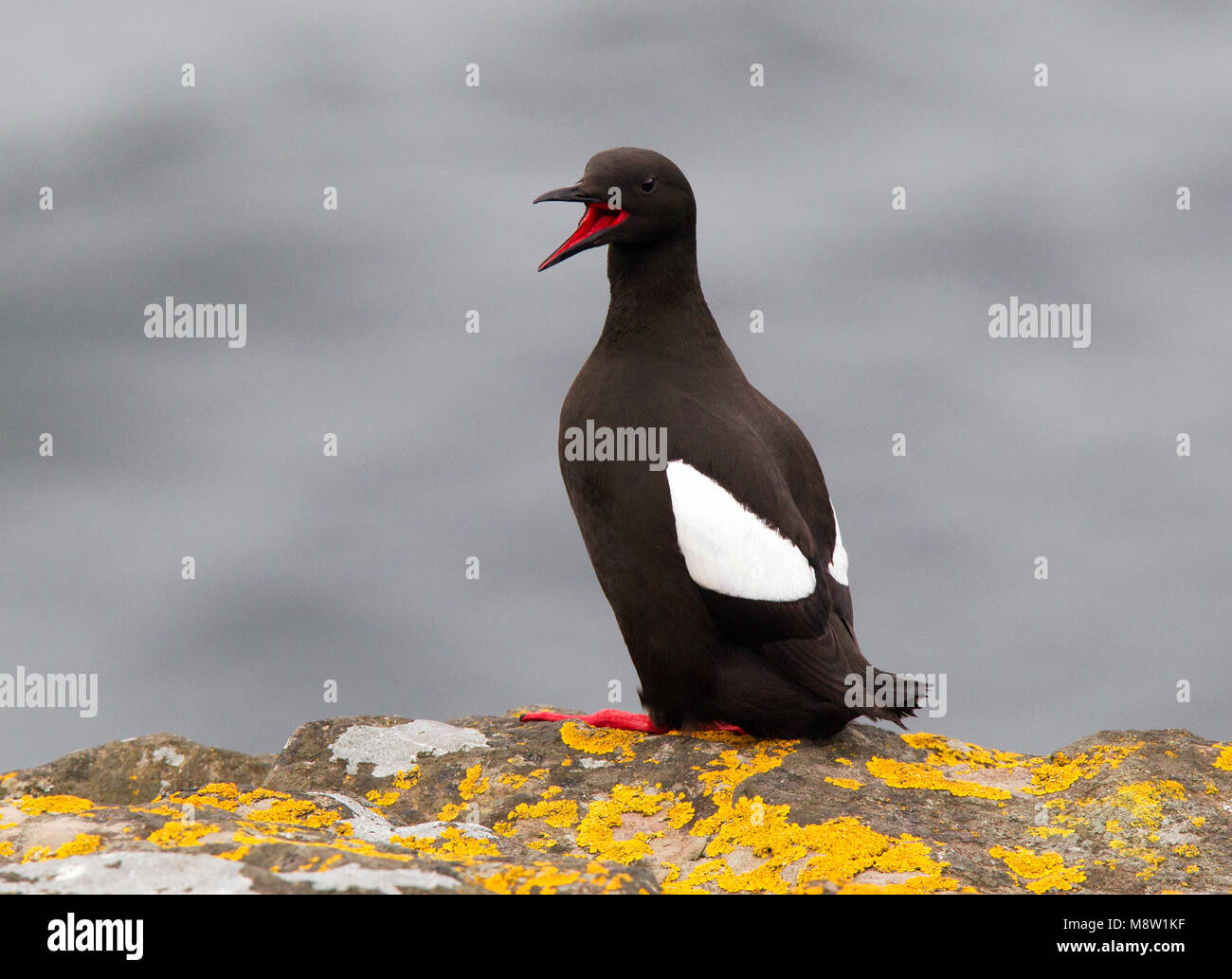 Black guillemot hi-res stock photography and images - Alamy