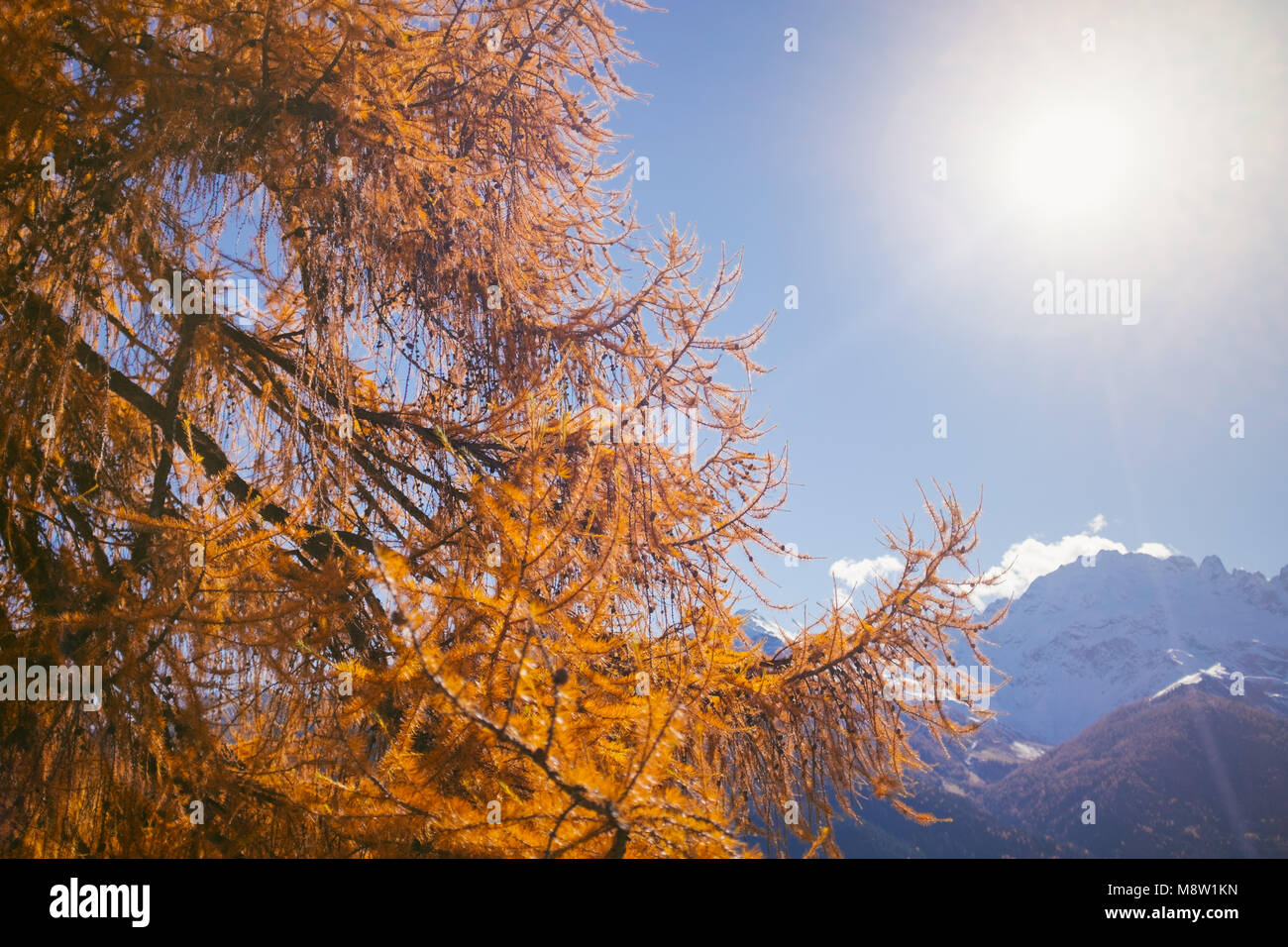 Beautiful larch colored with autumn colors in the mountains ...