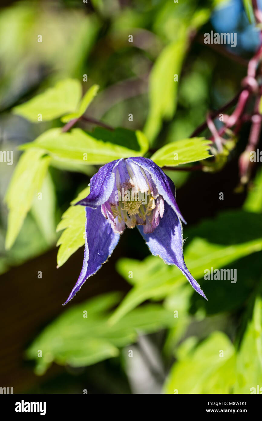 'Helsingborg' Alpine Clematis, Alpklematis (Clematis alpina Stock Photo ...