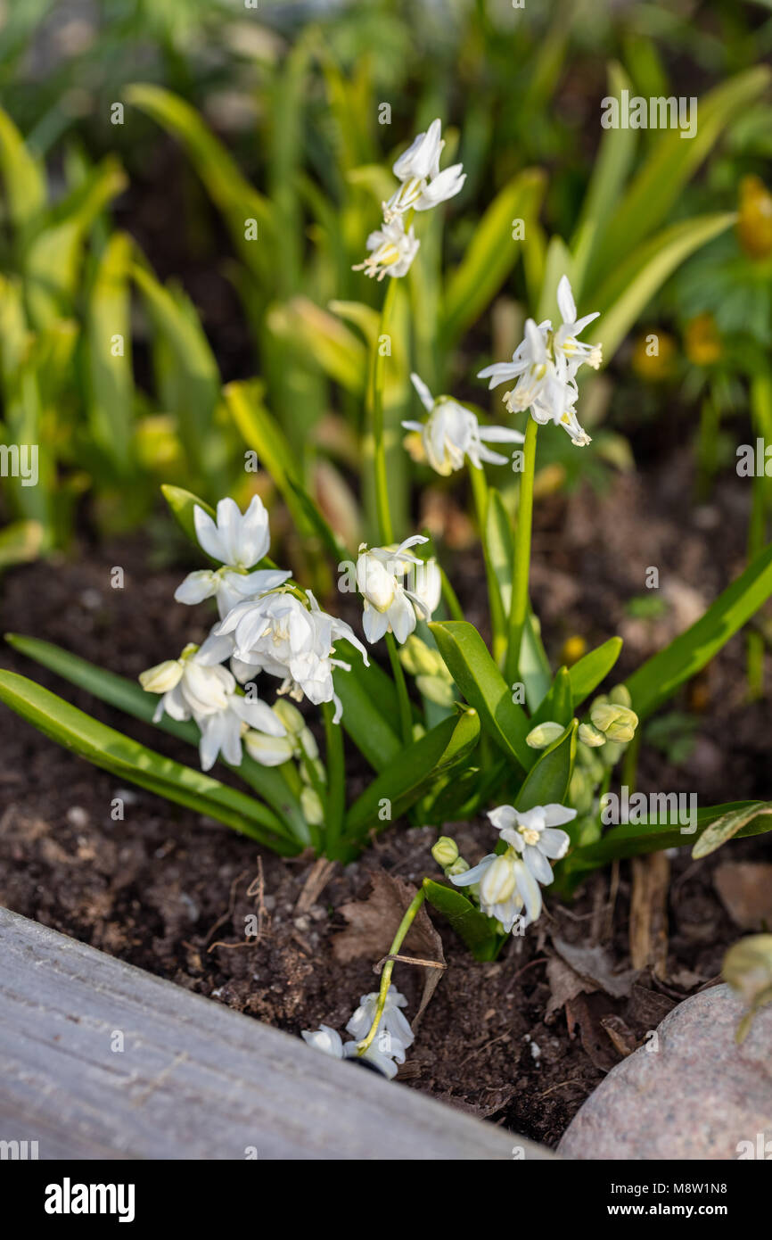 'Wit' Wood squill, Rysk blåsjärna (Scilla siberica Alba Stock Photo - Alamy