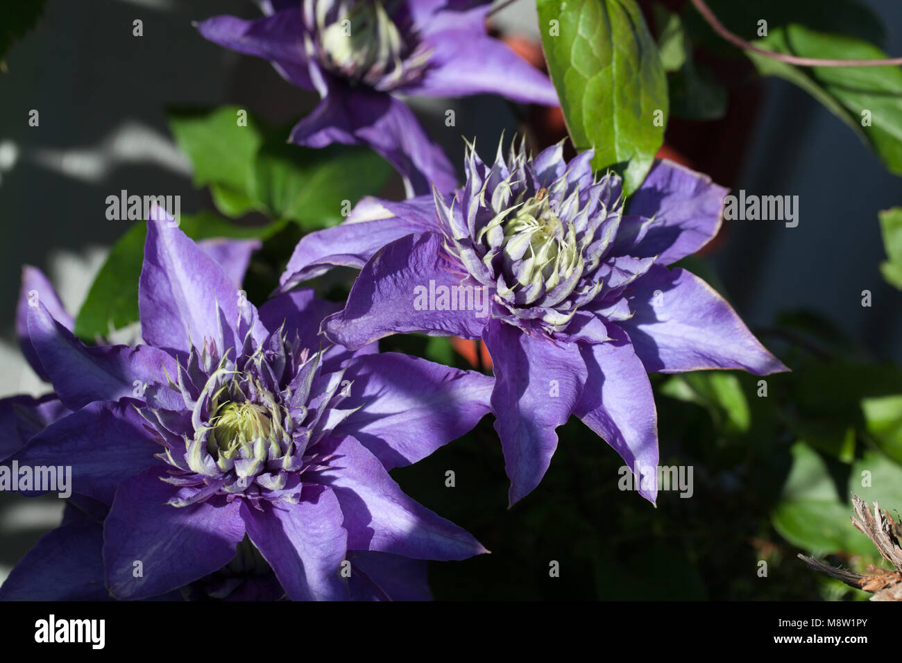 Clematis multi blue hi-res stock photography and images - Alamy