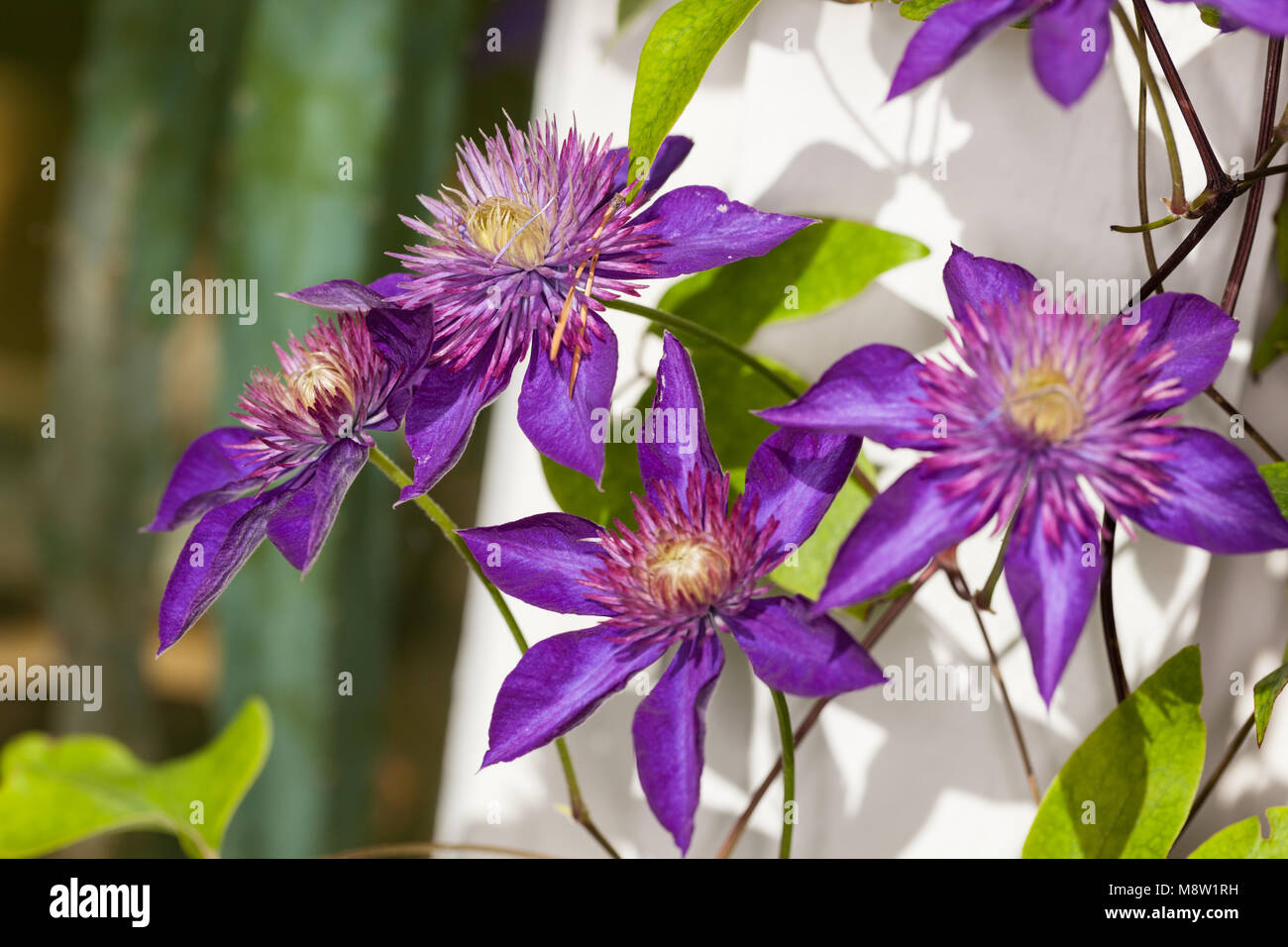 Clematis multi blue hi-res stock photography and images - Alamy