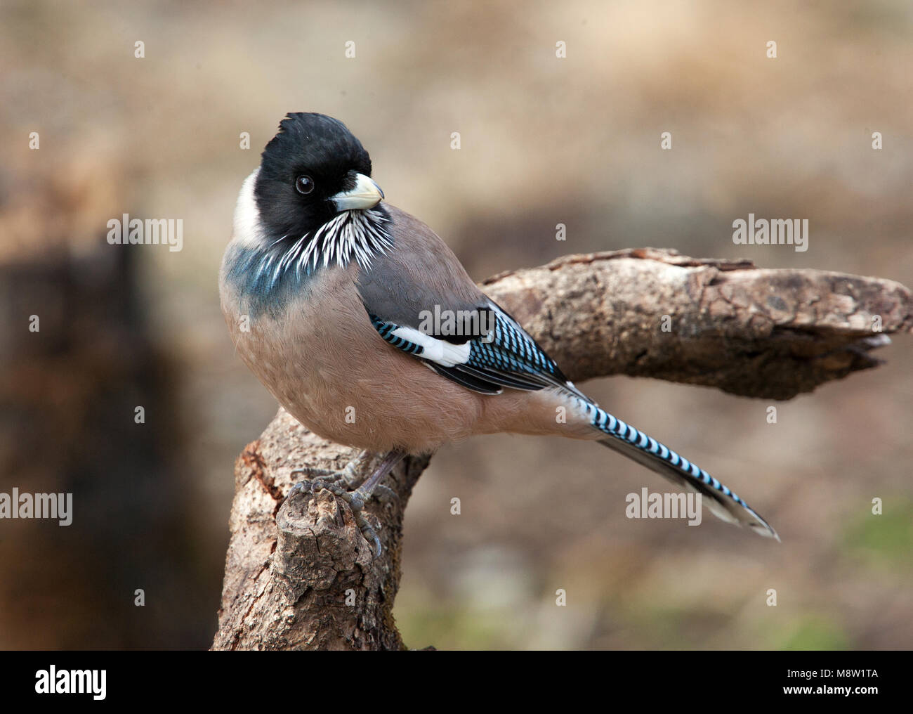 Lanceolatus hi-res stock photography and images - Alamy