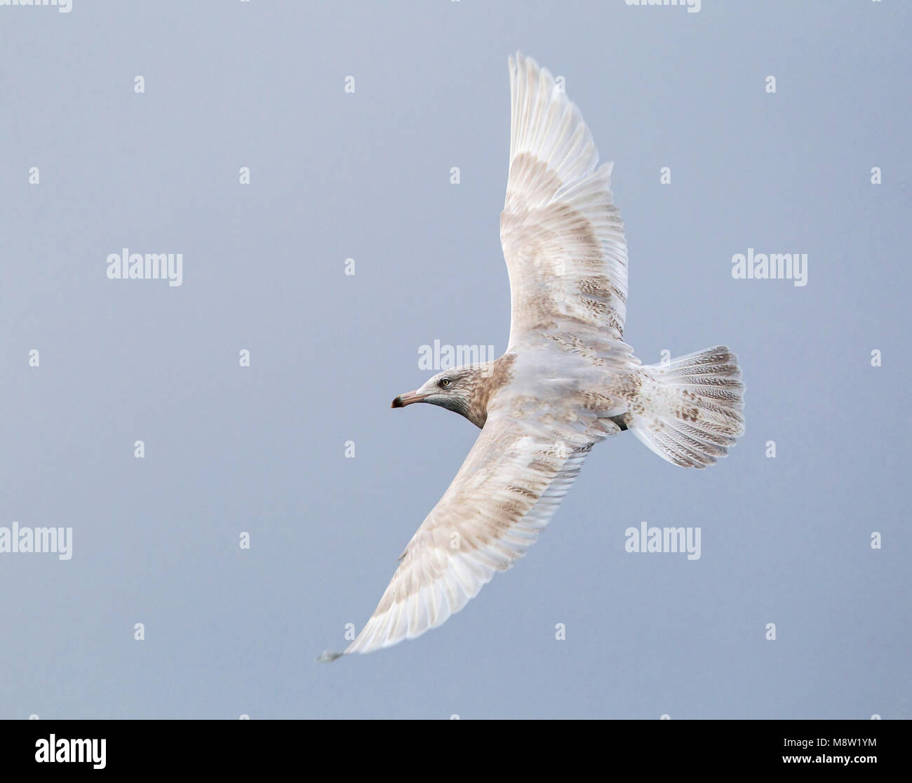 Grote Burgemeester, Glaucous Gull, Larus hyperboreus Stock Photo - Alamy