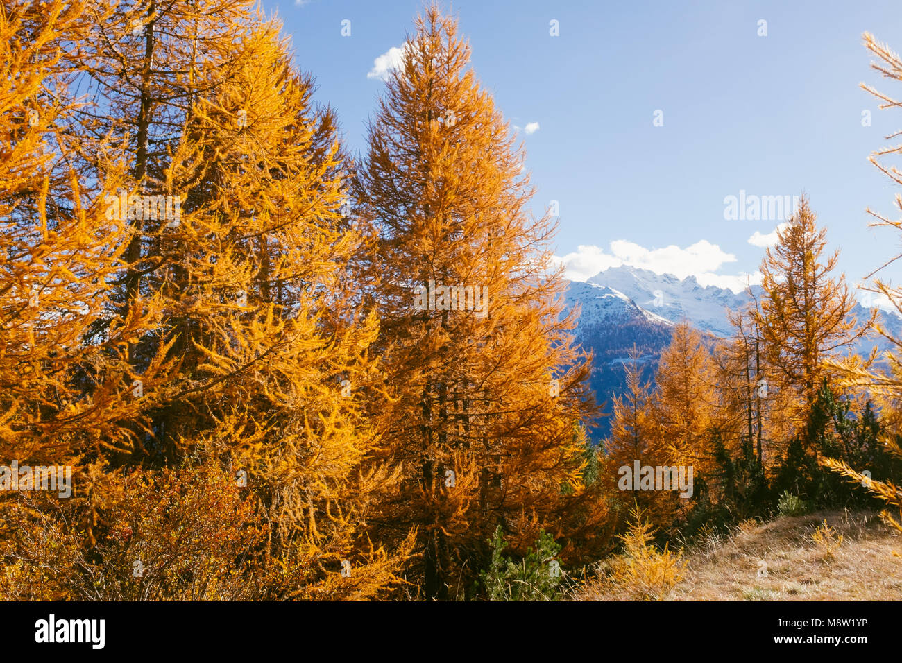 Beautiful larch colored with autumn colors in the mountains ...