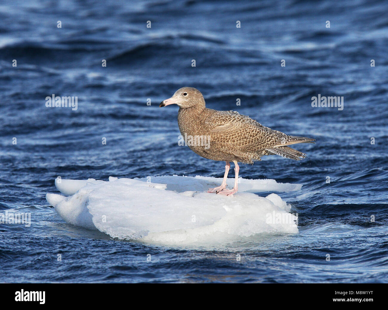 Grote Burgemeester, Glaucous Gull, Larus hyperboreus Stock Photo - Alamy