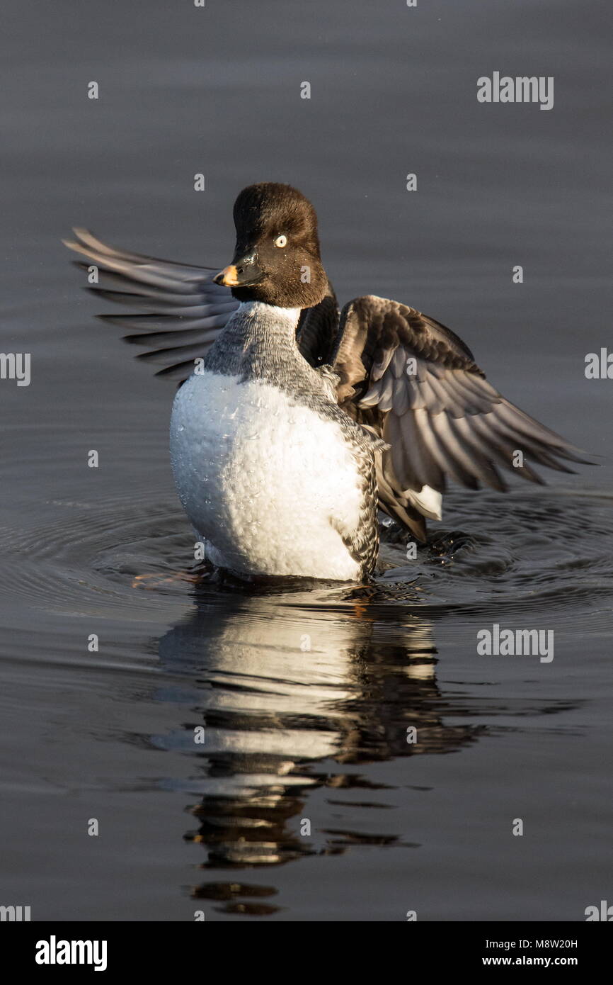 Brilduiker, Common Goldeneye, Bucephala clangula Stock Photo - Alamy