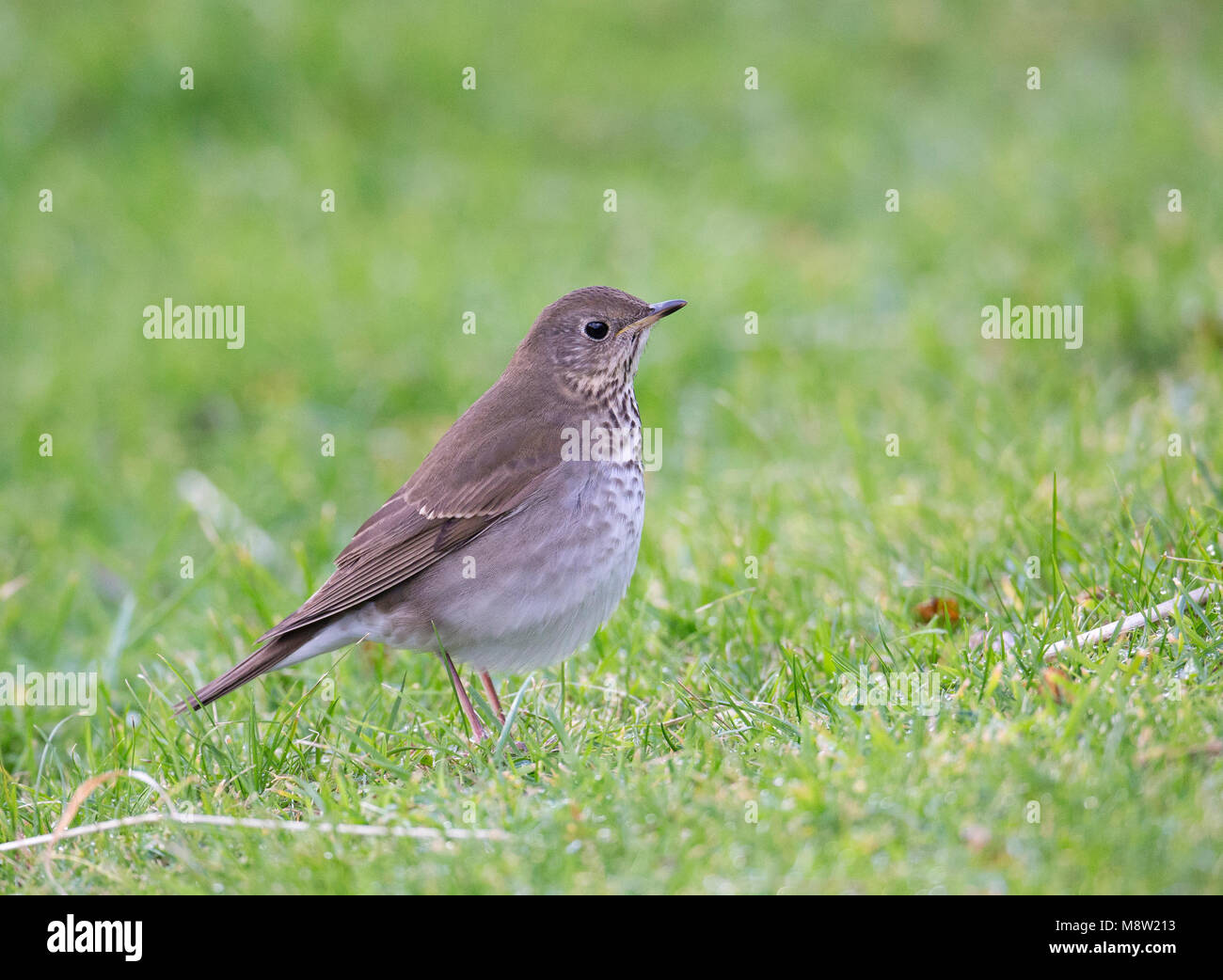 Eerstejaars Grijswangdwerglijster; First-year Grey-cheeked Thrush ...