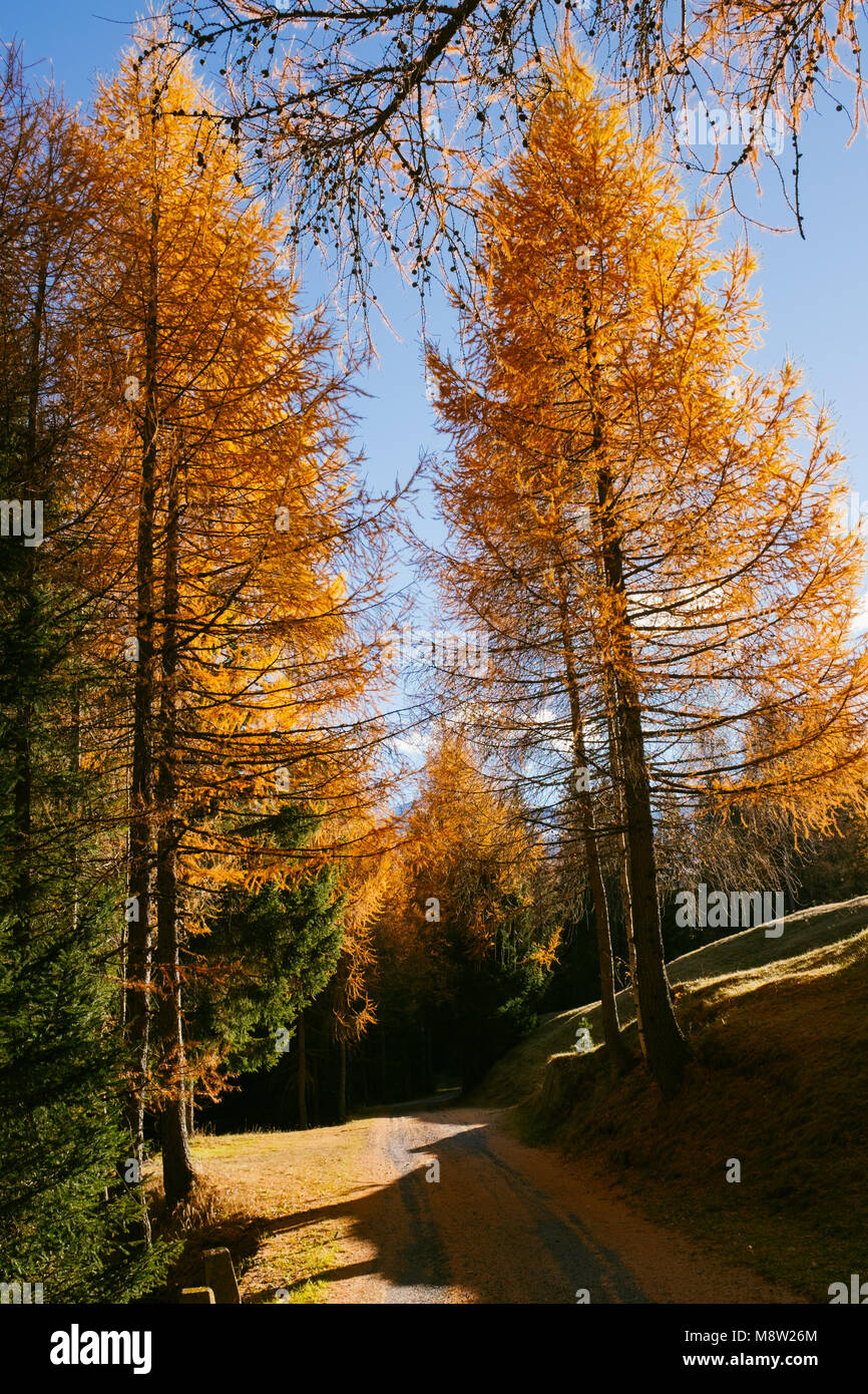 Beautiful larch colored with autumn colors in the mountains ...
