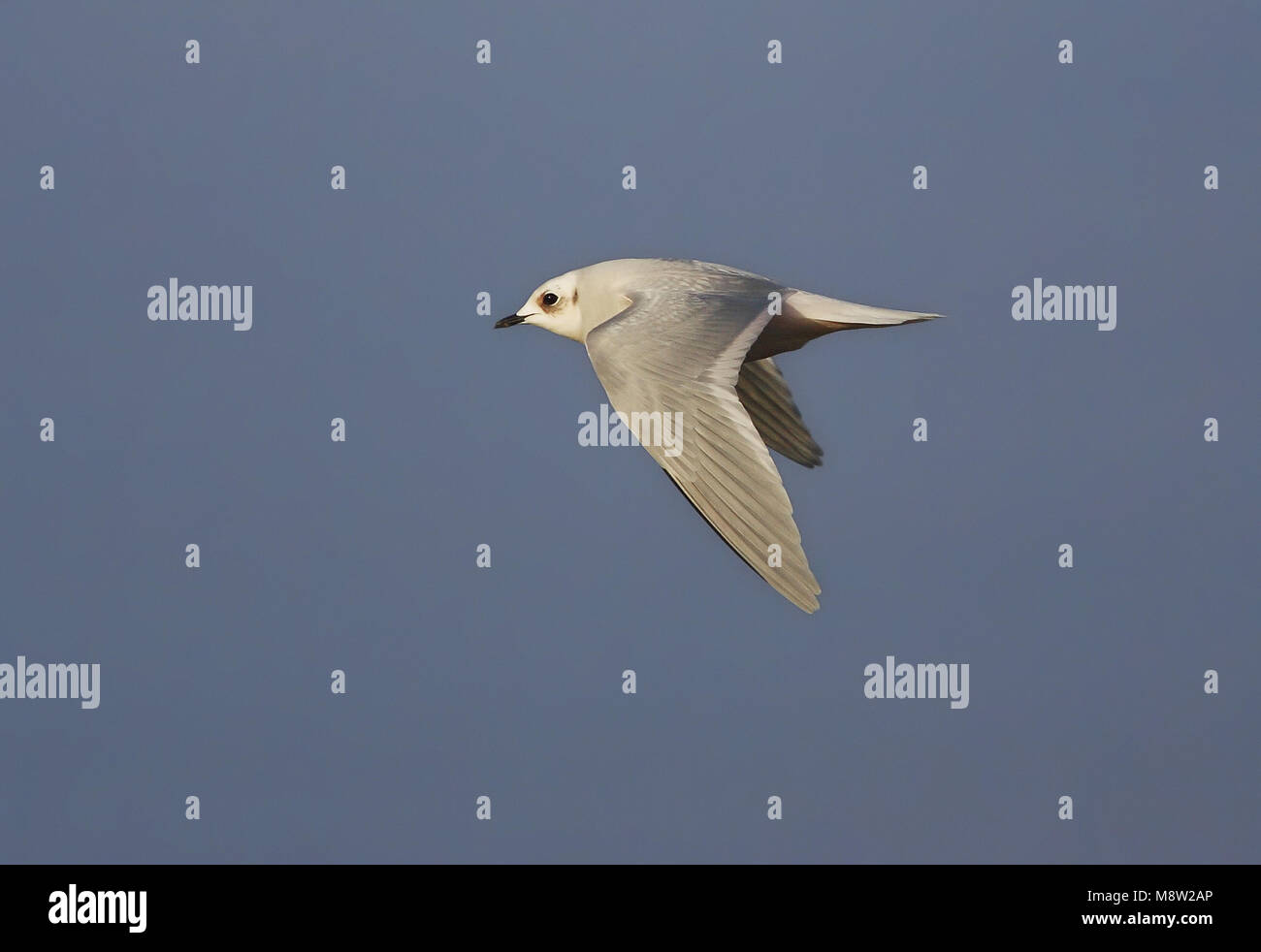 Ross meeuw hi-res stock photography and images - Alamy