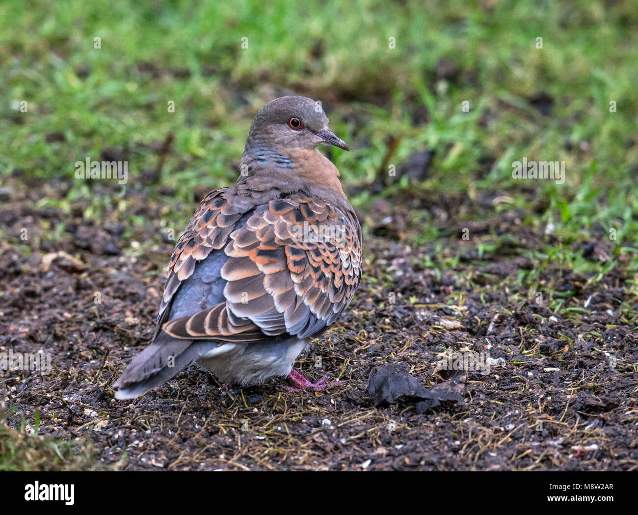 Turtle bird hi-res stock photography and images - Alamy