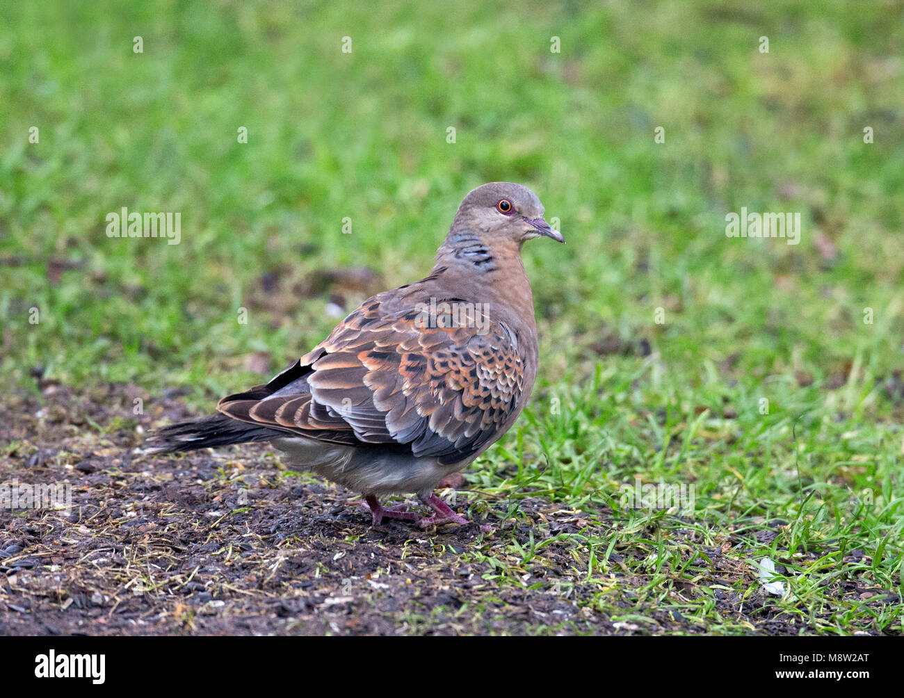 Turtle bird hi-res stock photography and images - Alamy