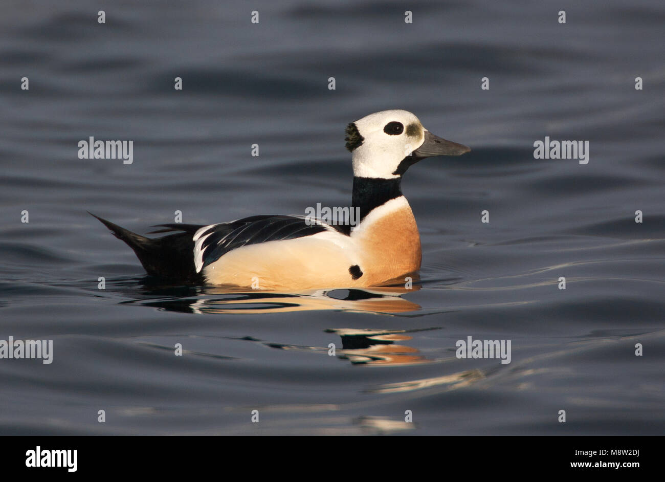 Stellers Eider; Steller's Eider; Polysticta stelleri Stock Photo - Alamy
