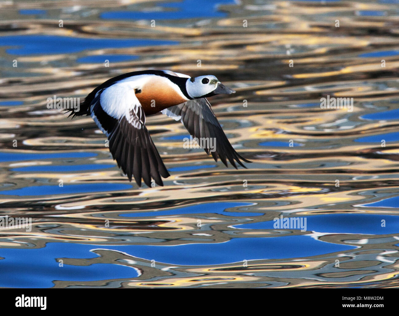 Stellers Eider; Steller's Eider; Polysticta stelleri Stock Photo - Alamy