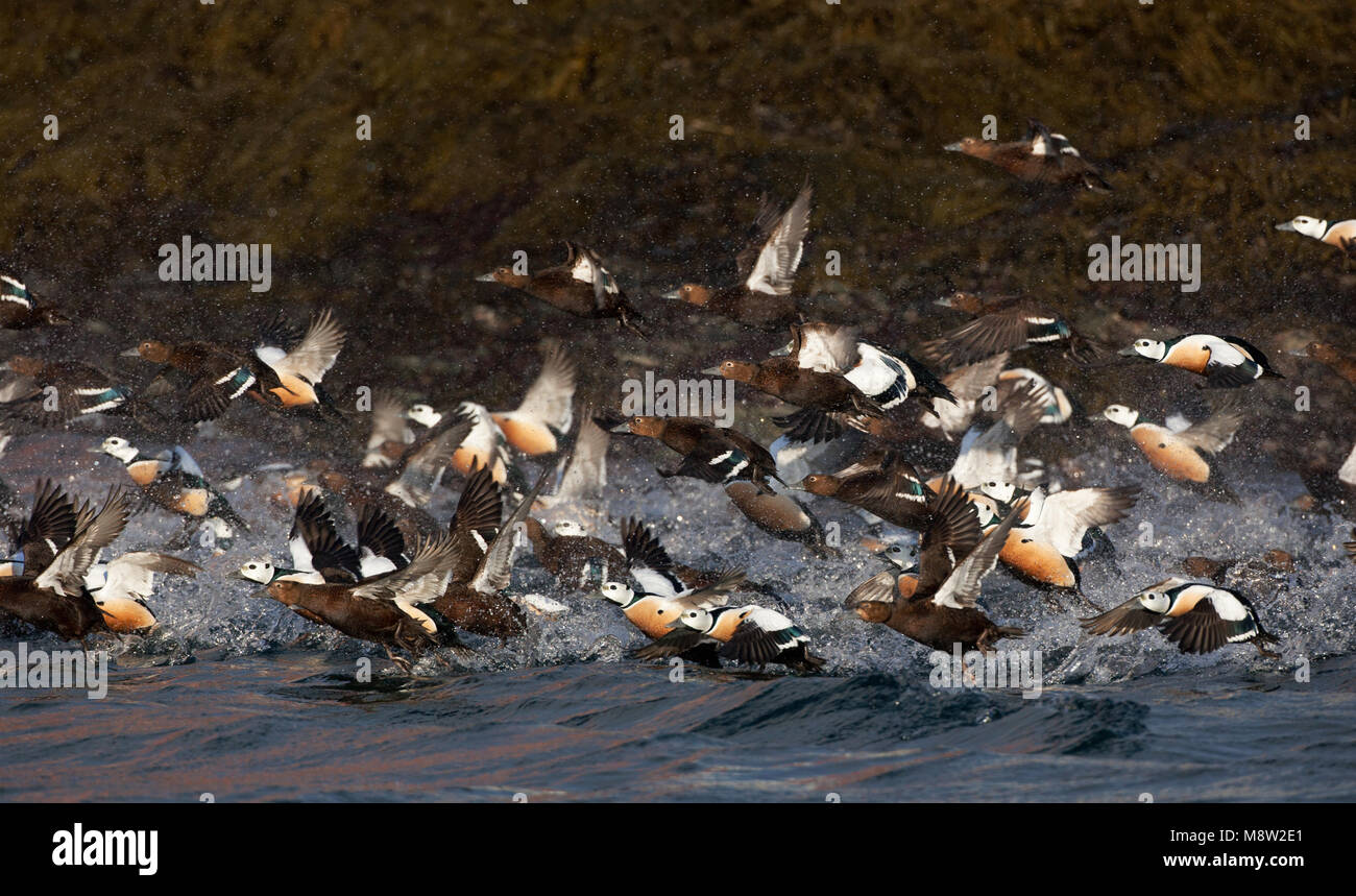 Stellers Eider; Steller's Eider; Polysticta stelleri Stock Photo - Alamy