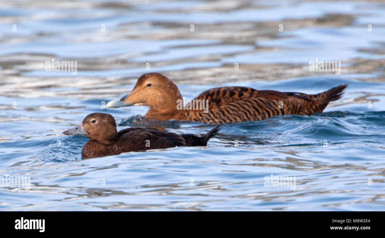 Stellers Eider; Steller's Eider; Polysticta stelleri Stock Photo - Alamy