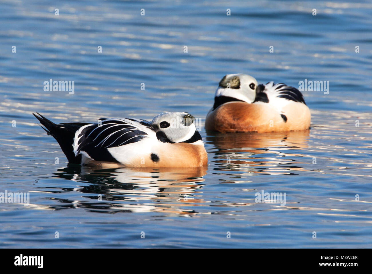 Stellers Eider; Steller's Eider; Polysticta stelleri Stock Photo - Alamy