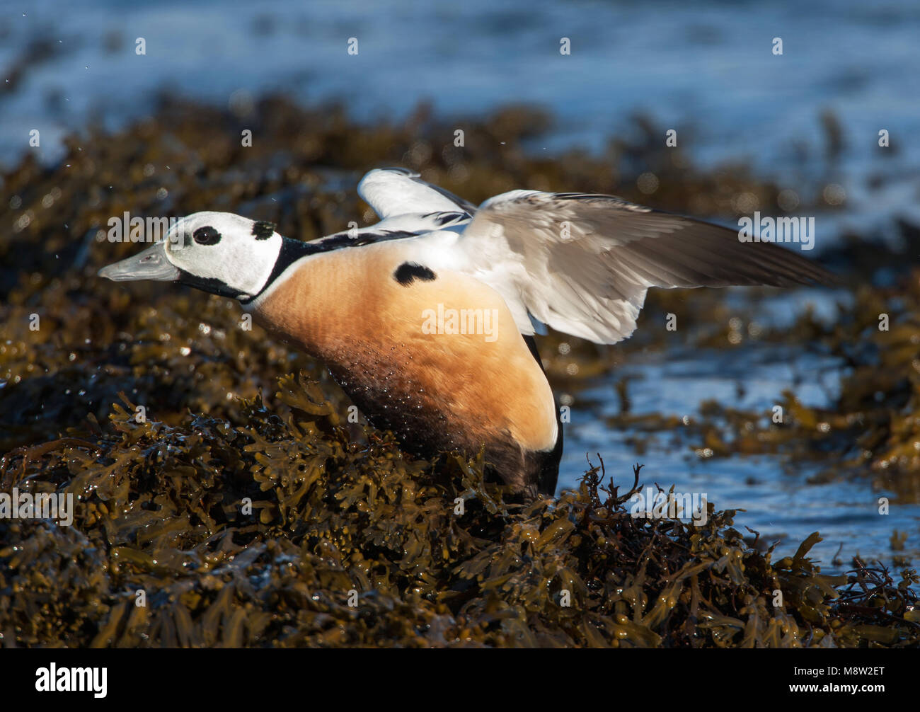 Stellers Eider; Steller's Eider; Polysticta stelleri Stock Photo - Alamy