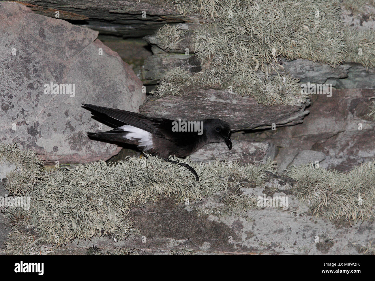 Stormvogeltje op de broedplaats; European Storm-Petrel at the breeding ...