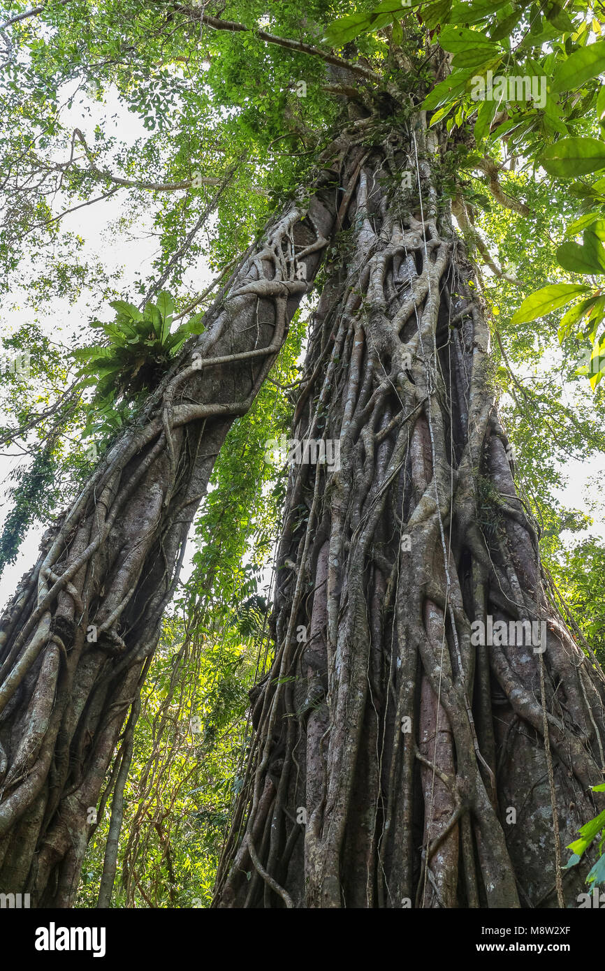 Huge tree in the jungle of Koh Chang, Thailand Stock Photo - Alamy