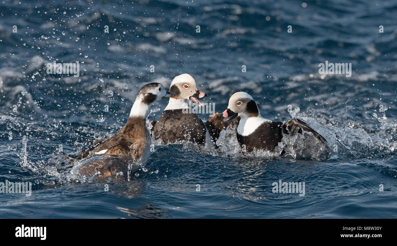 Duck fighting hi-res stock photography and images - Alamy