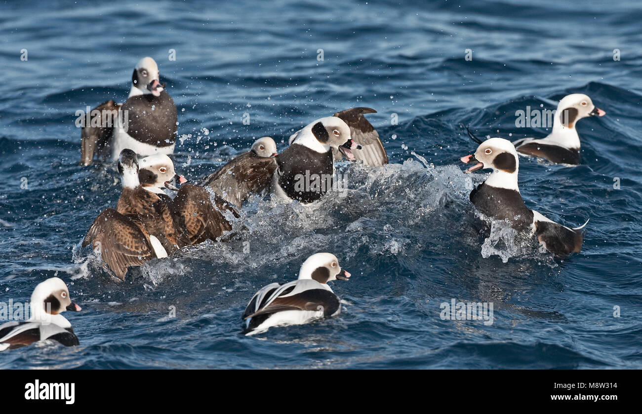 Duck fighting hi-res stock photography and images - Alamy