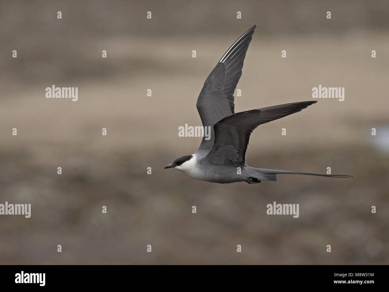 Long-tailed Skua flying; Kleinste Jager vliegend Stock Photo - Alamy