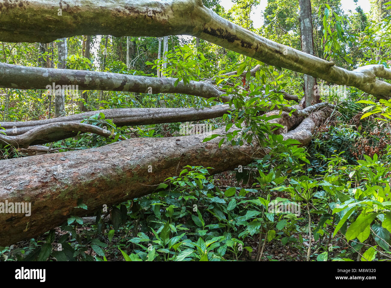 Fallen trees in the jungle of Koh Chang,Thailand Stock Photo - Alamy
