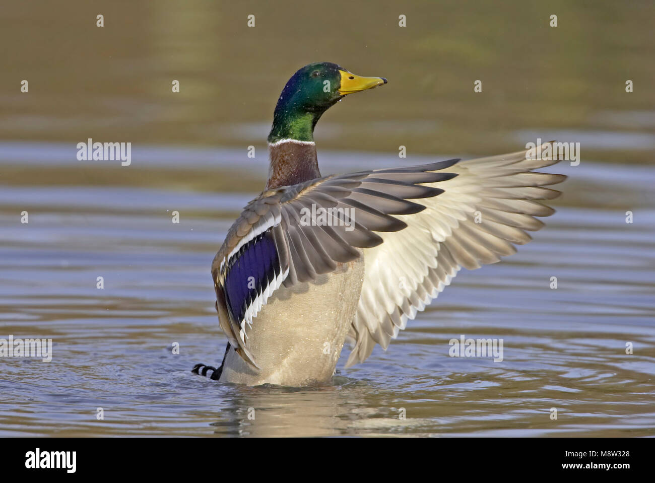 Mallard male flapping wings; Wilde Eend man vleugels klappend Stock ...