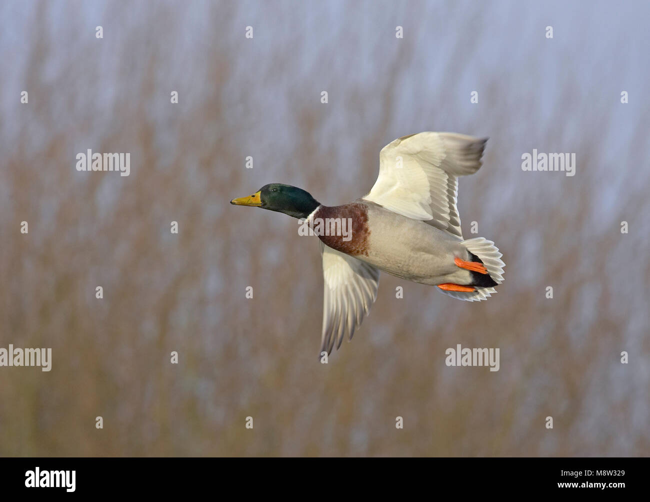 Mallard male flying; Wilde Eend man vliegend Stock Photo - Alamy