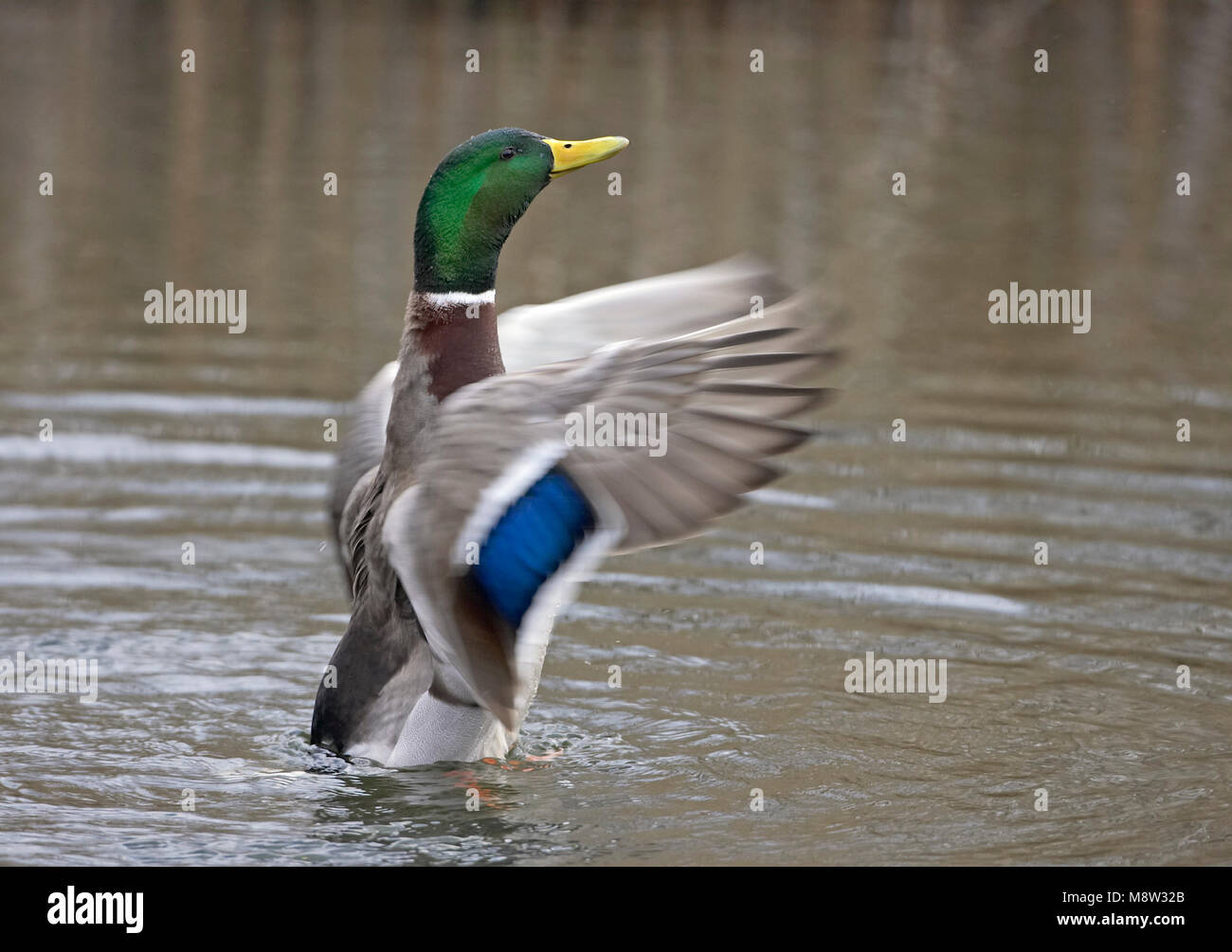 Mallard male flapping wings; Wilde Eend man vleugels klappend Stock ...