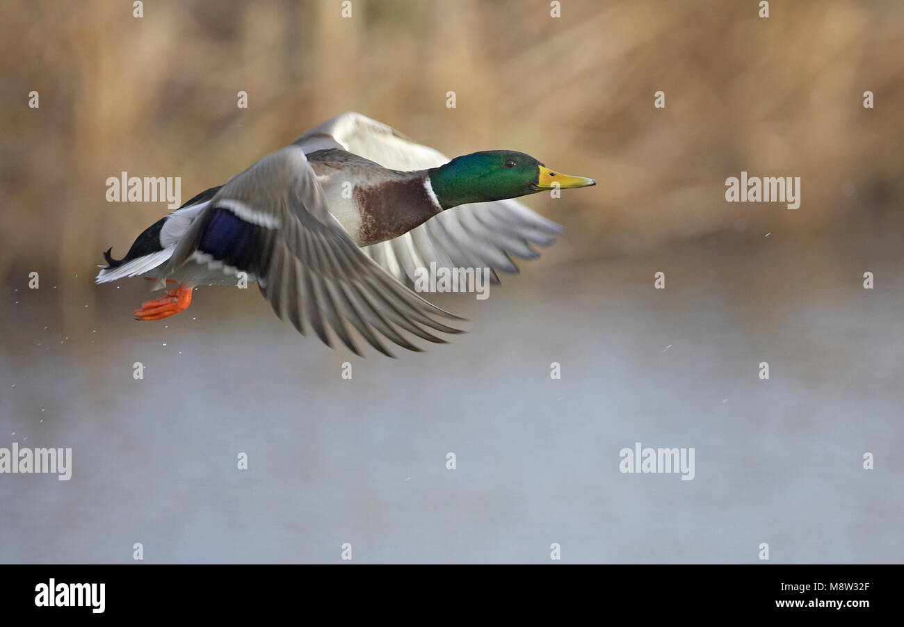 Mallard male flying; Wilde Eend man vliegend Stock Photo - Alamy