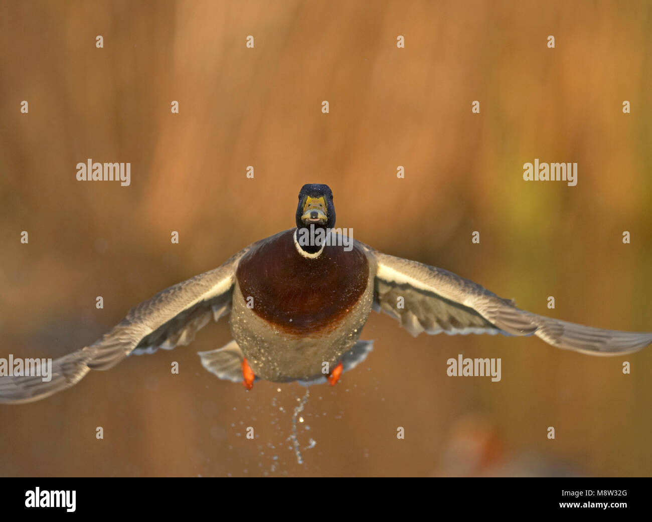 Mallard male flying; Wilde Eend man vliegend Stock Photo - Alamy