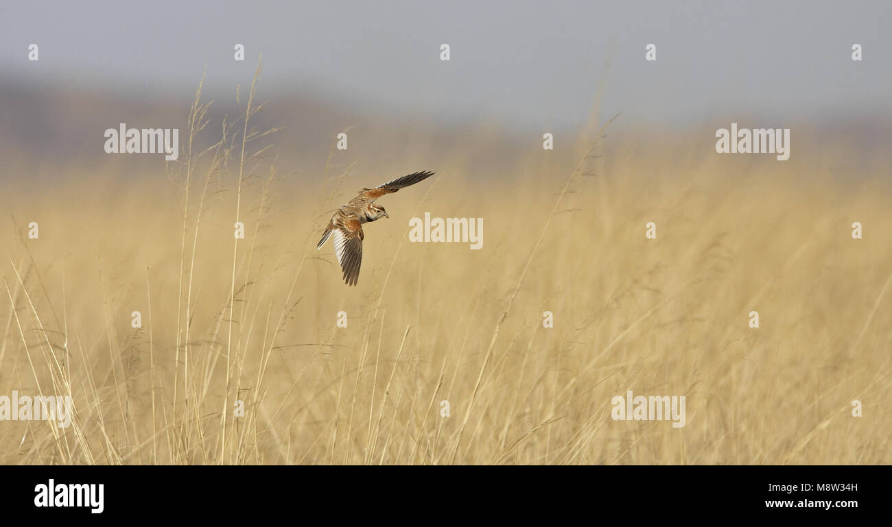 Mongolian Lark in flight Mongolia, Mongoolse Leeuwerik in vlucht ...