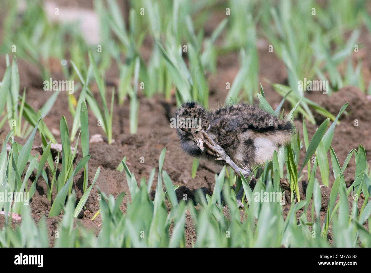 Kievit jong; Northern Lapwing young Stock Photo - Alamy