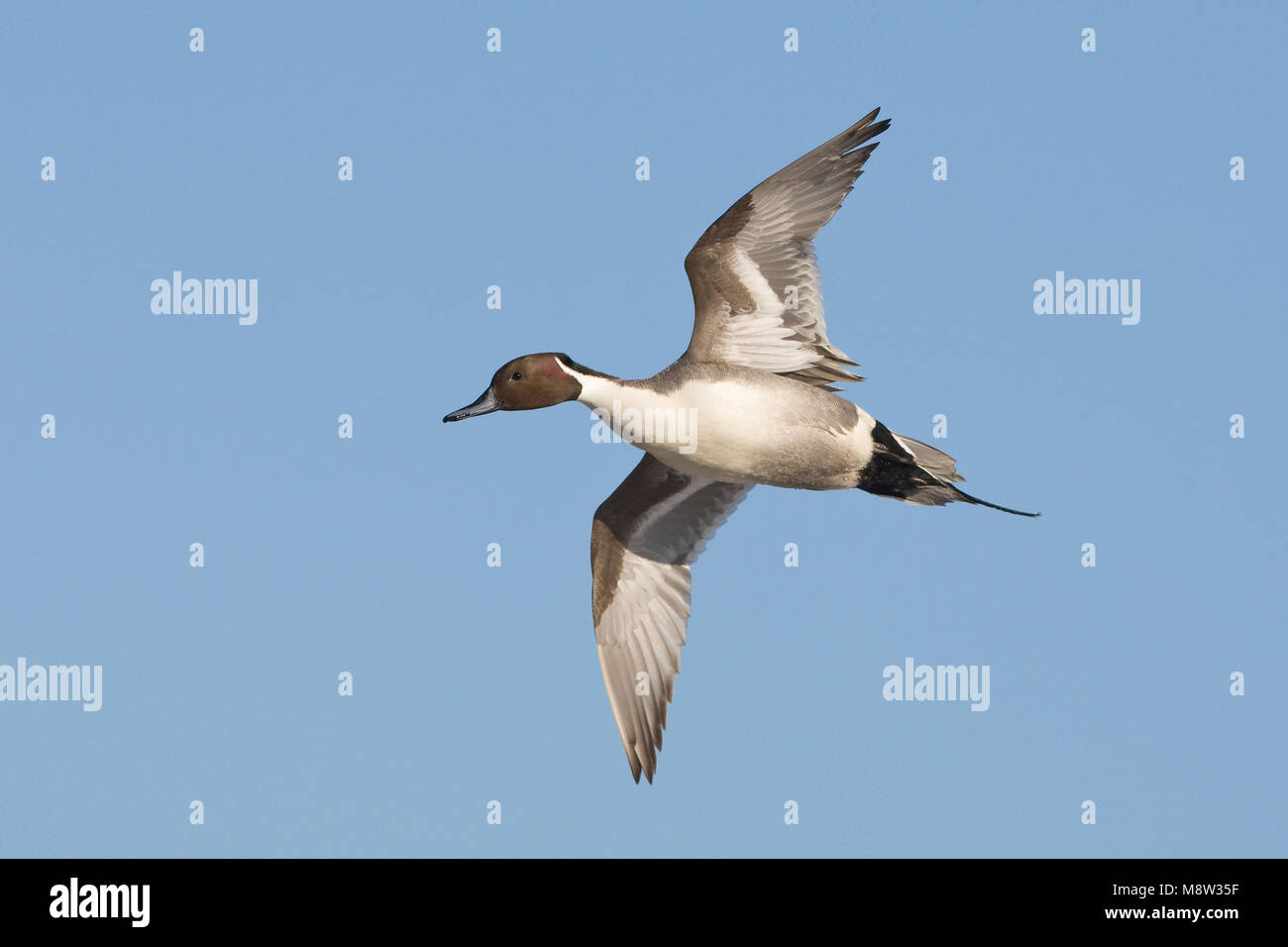 Pintails In Flight