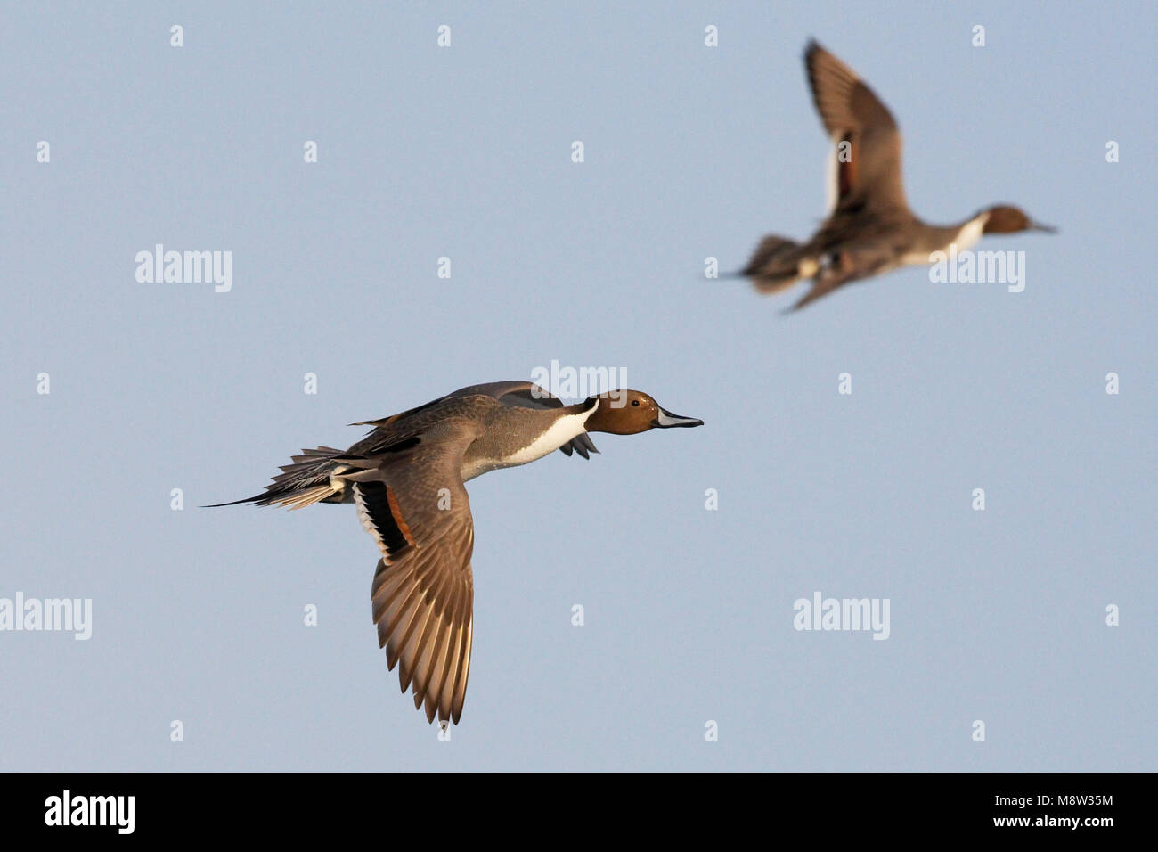 Pintail duck flying hi-res stock photography and images - Alamy