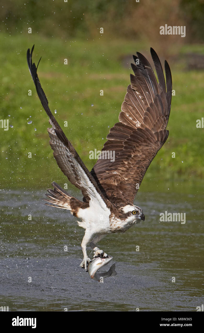 Visarend hi-res stock photography and images - Alamy
