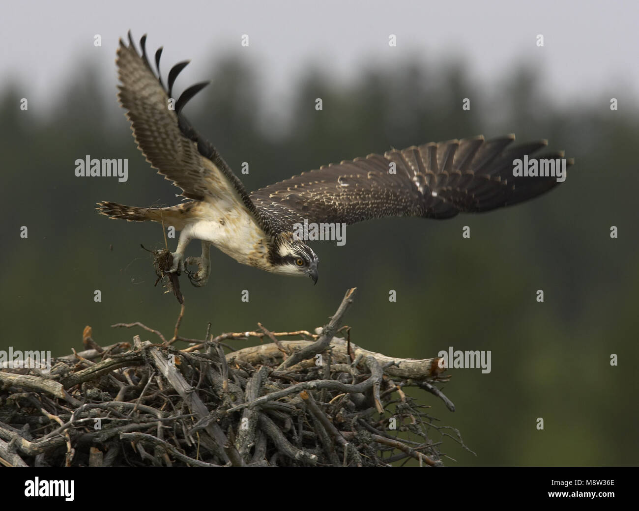 Osprey young with material flying off nest, Visarend jong met materiaal ...